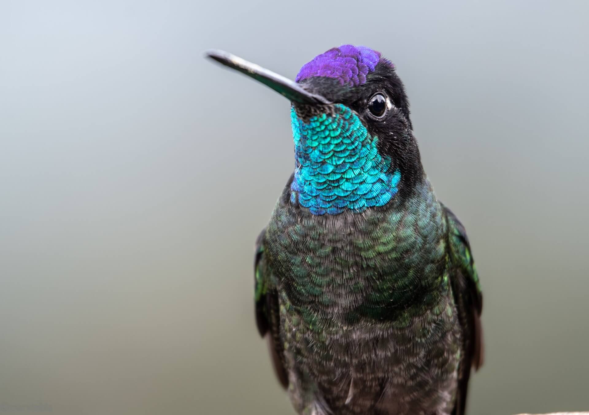 Wings of Wonder: The Fascinating World of Hummingbirds