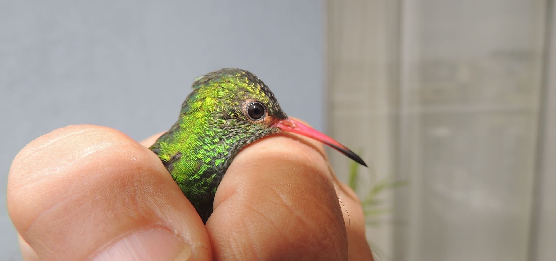 Wings of Wonder: The Fascinating World of Hummingbirds