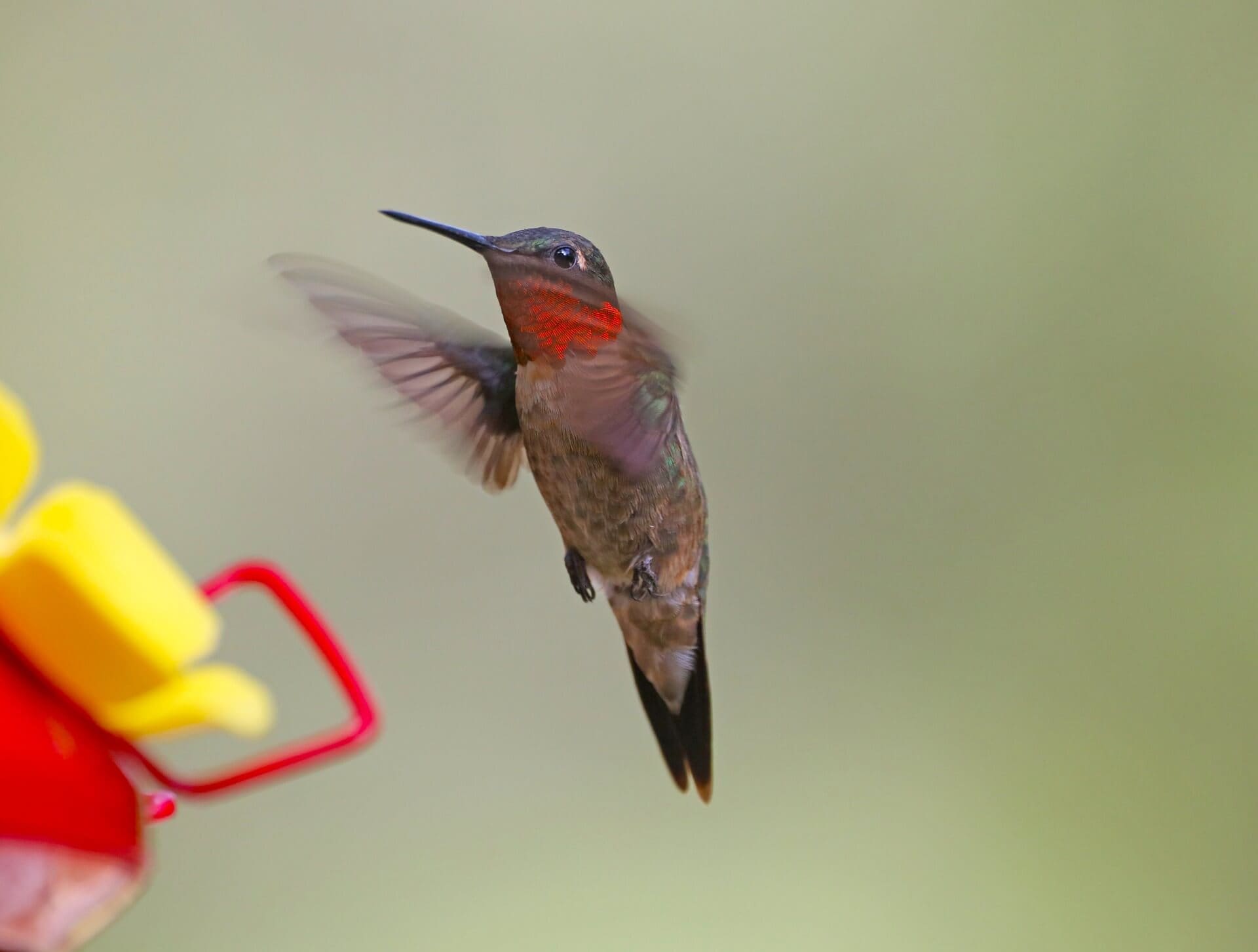 Wings of Wonder: The Fascinating World of Hummingbirds