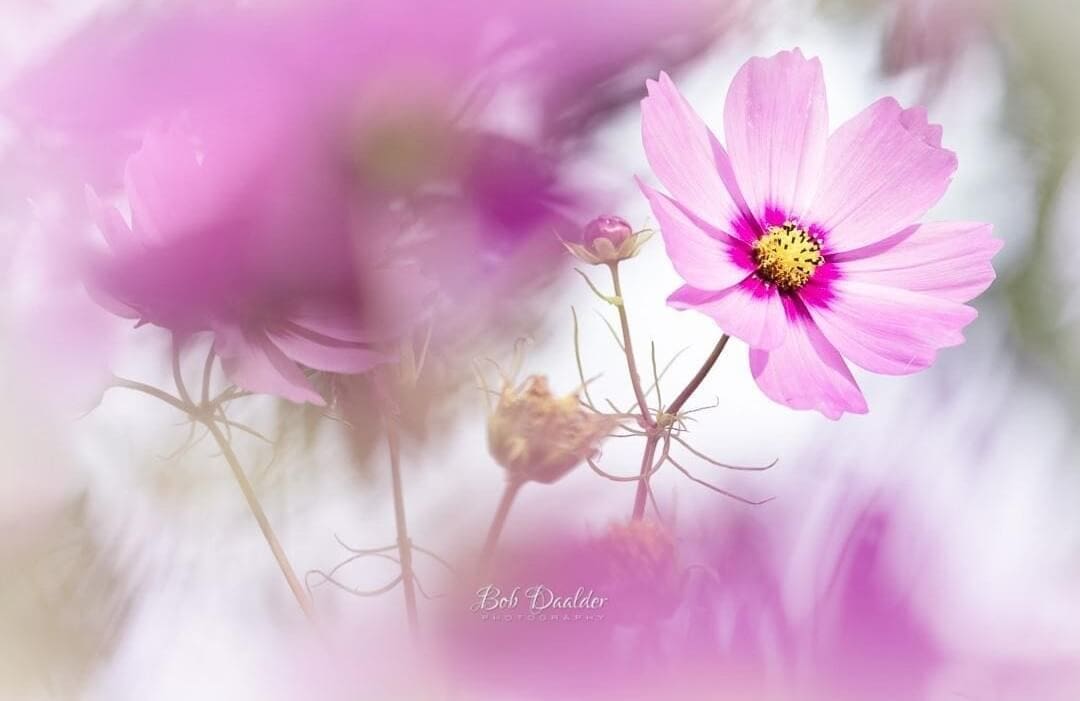 Macro Photography: Discover the Little World with Bob Daalder