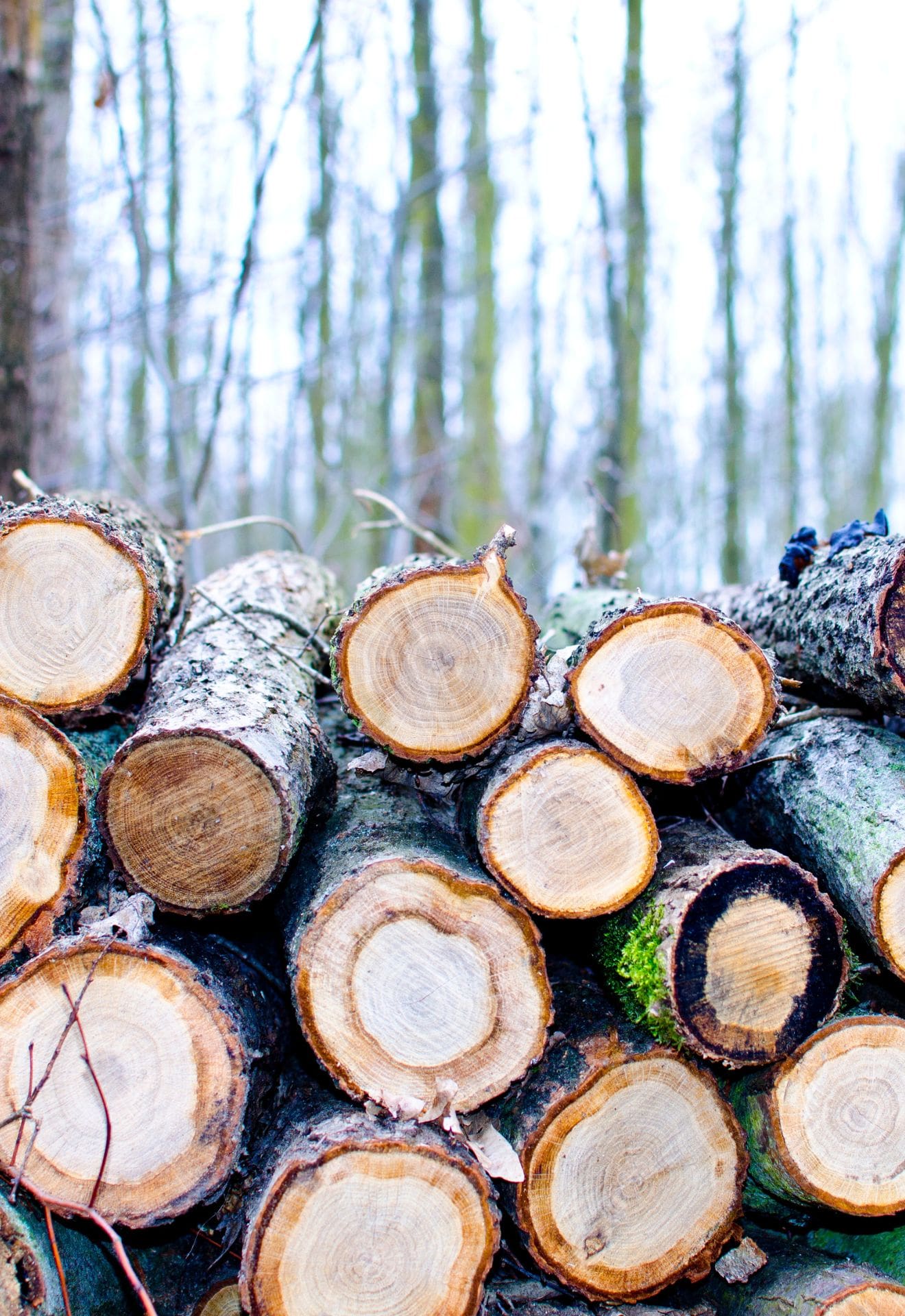 Warning Signs: The Urgent Call to Protect Our Forests - 4TinyHands